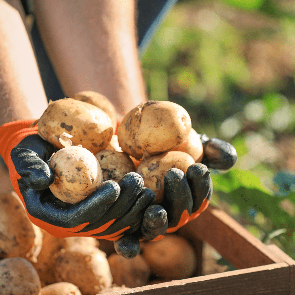 AHDB News Release - GB Potatoes