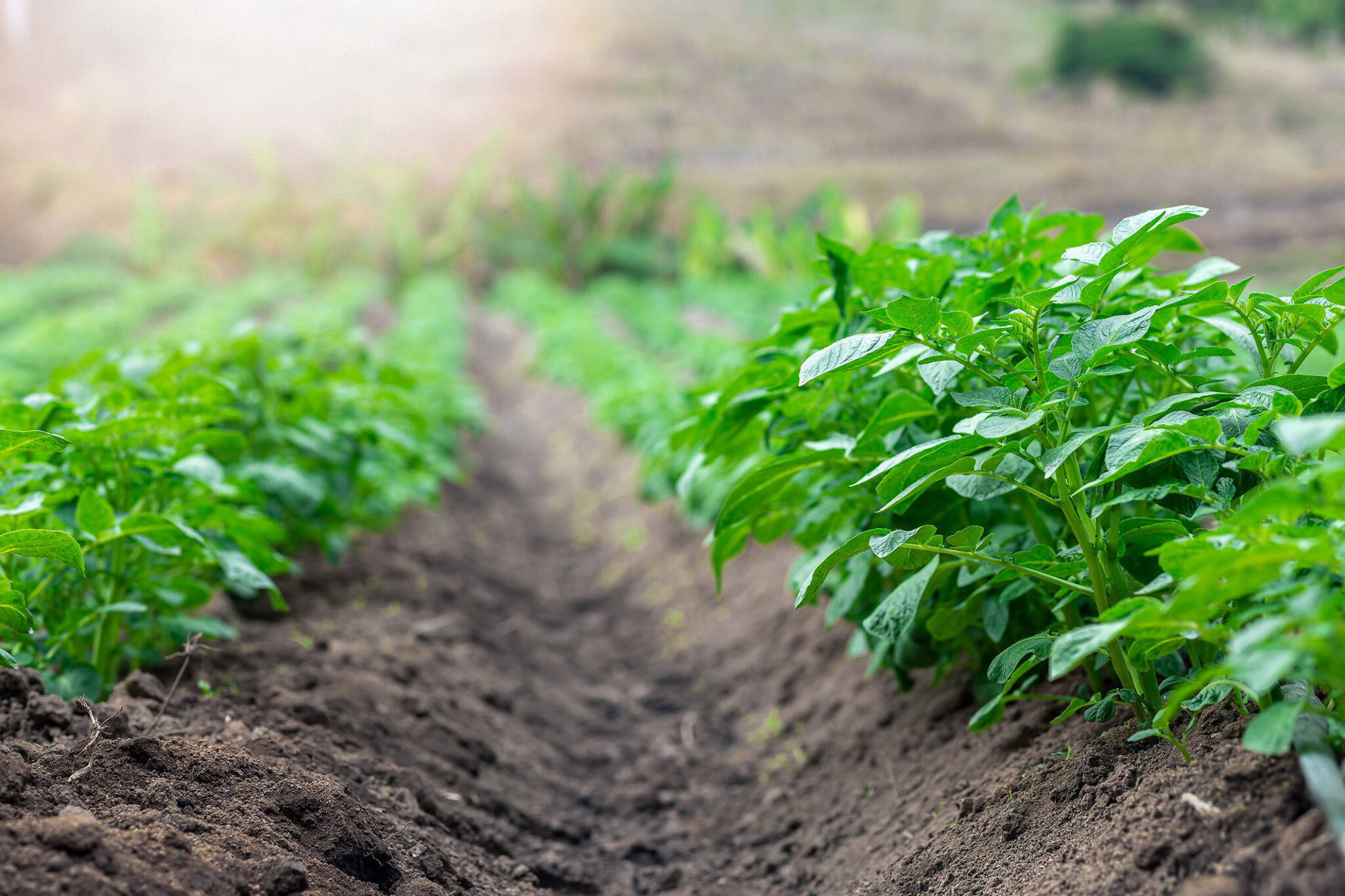 Confidence survey shows potato growers cautious about the year ahead ...